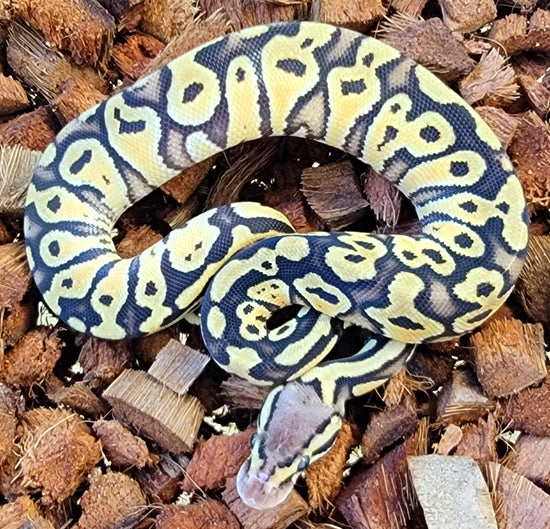 Kicks Balls - ball pythons for sale online