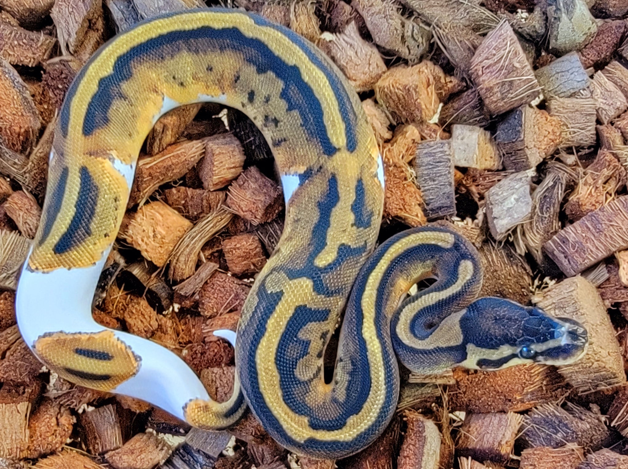 Kicks Balls - ball pythons for sale online