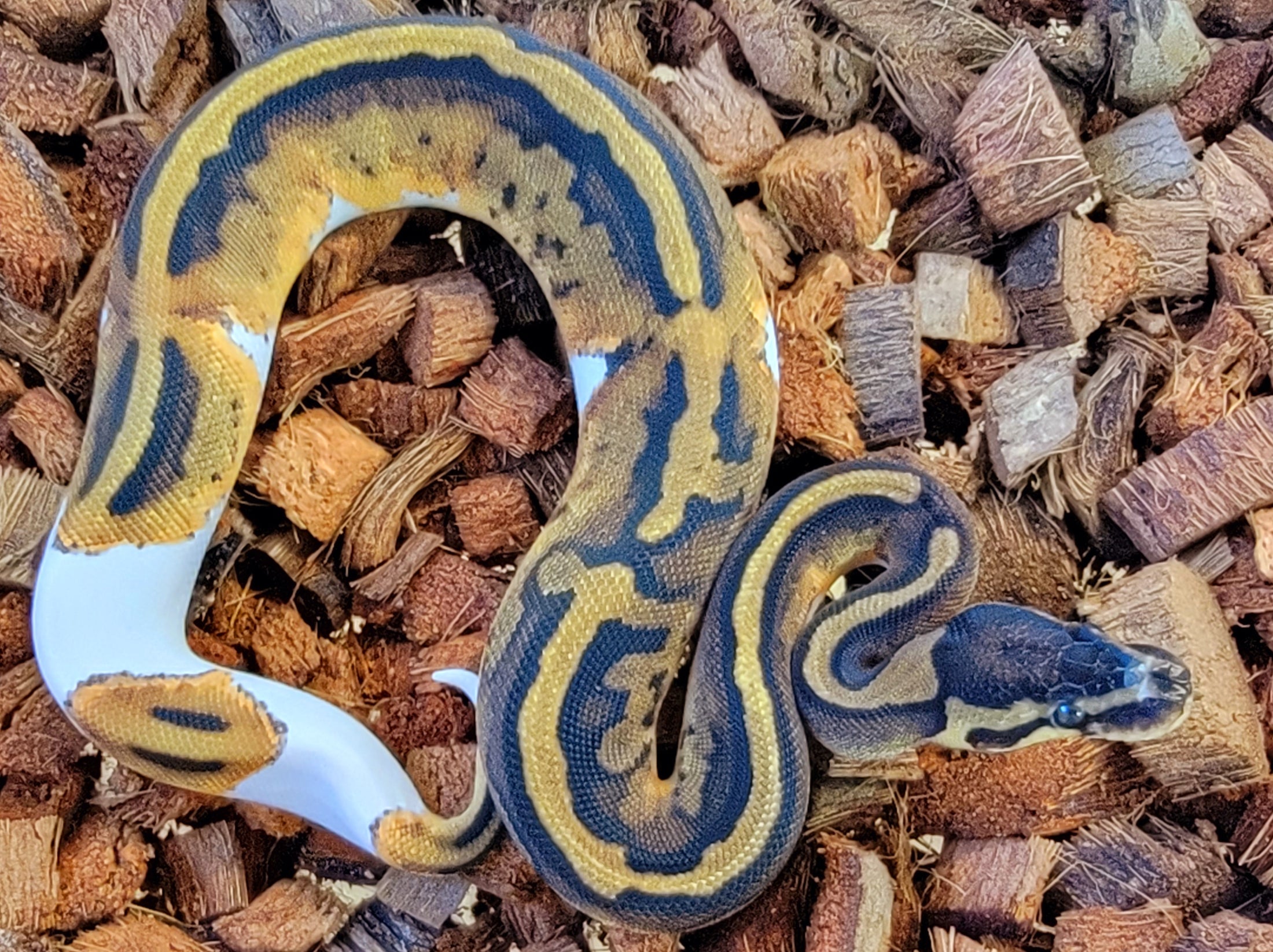 Kicks Balls - ball pythons for sale online