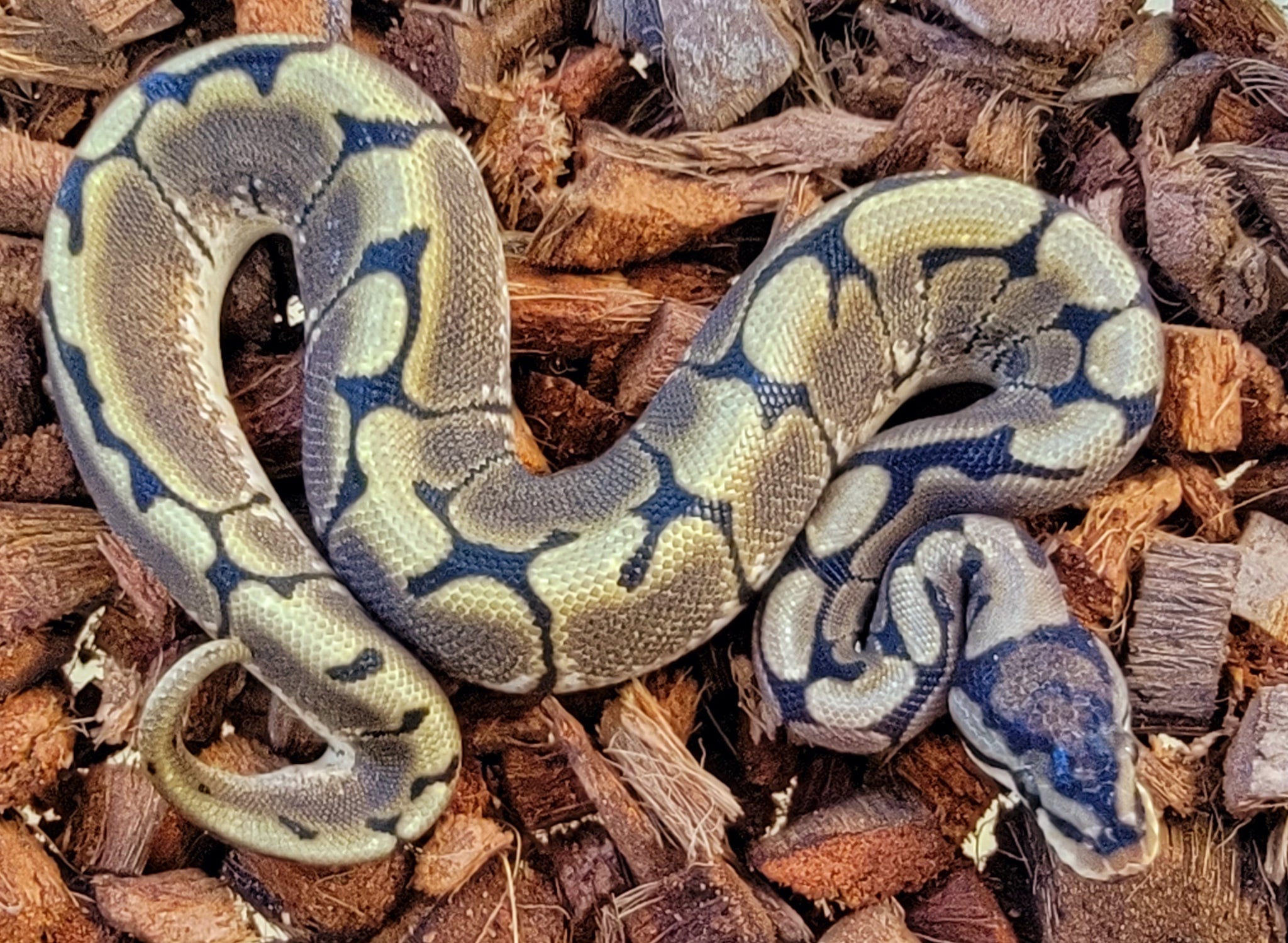 Kicks Balls - ball pythons for sale online